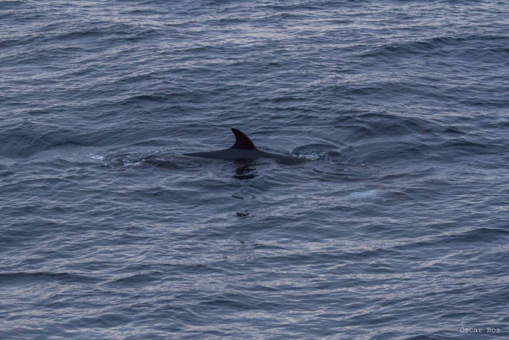Een dwergvinvis! – Duik de Noordzee schoon