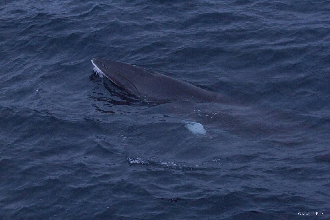 Een dwergvinvis! – Duik De Noordzee Schoon